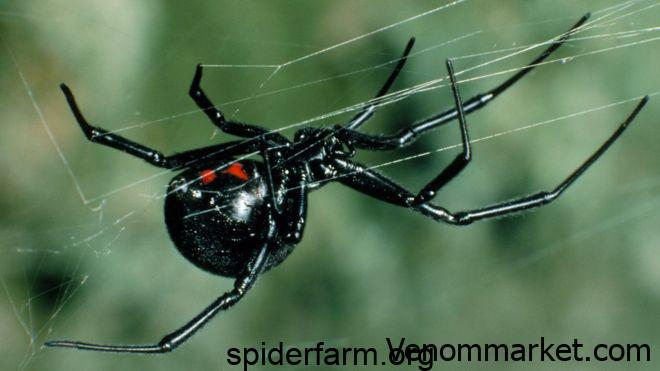 ?How does spider venom work in humans - spiderfarm.org