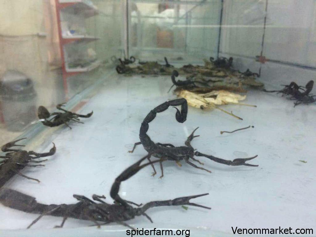 scorpion pectines - spiderfarm.org
