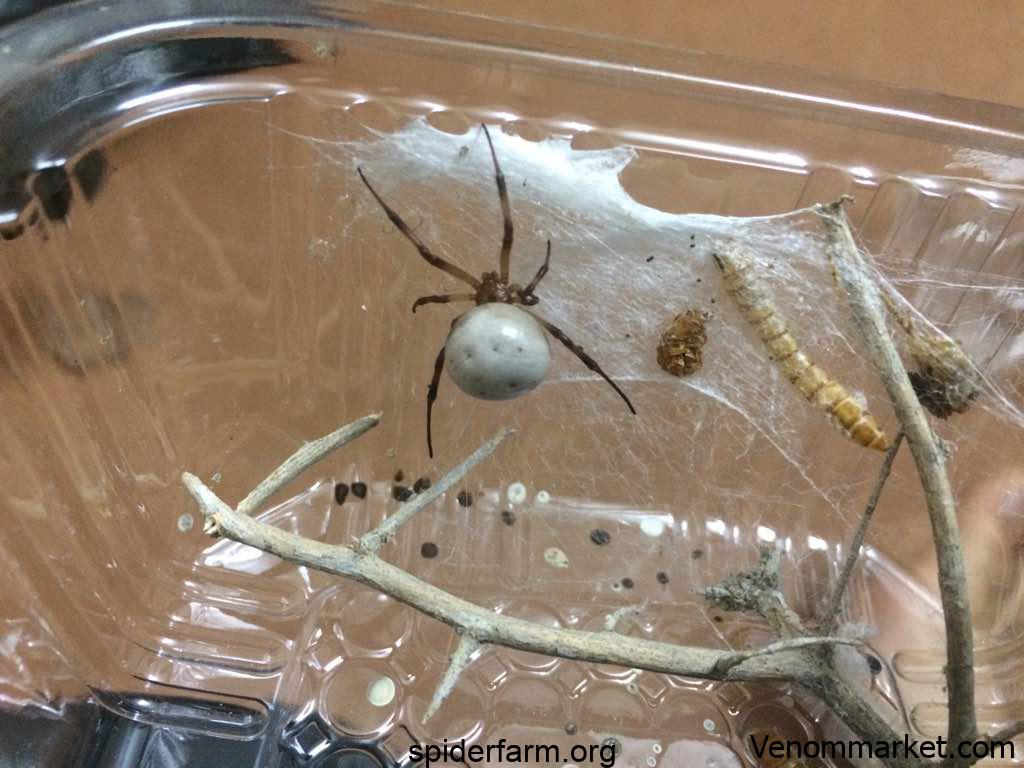 spiderfarm - spiderfarm.org