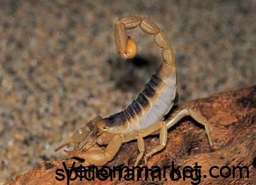 How to reproduce and deliver the scorpions - spiderfarm.org