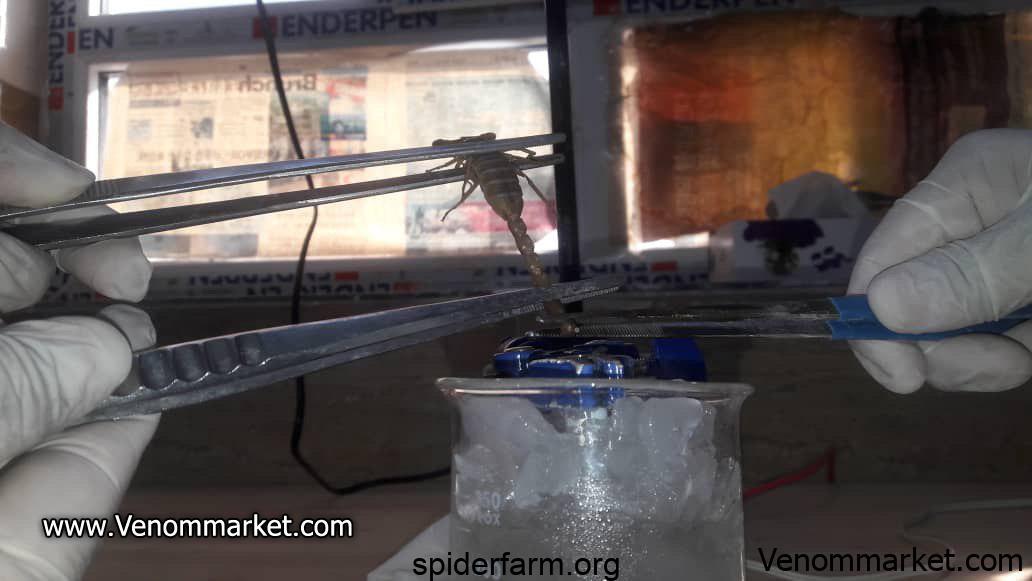 Birth and reproduction of scorpions - spiderfarm.org
