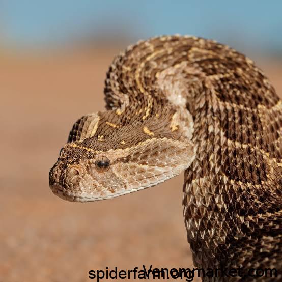 Viper (Serpent Scepter) Snake Venom - spiderfarm.org