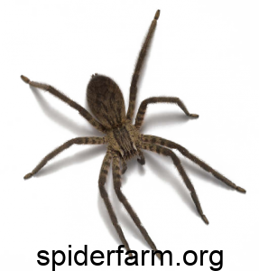 spiderfarm - spiderfarm.org