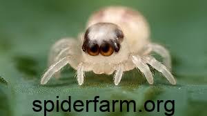 What are arachnids, the definition of characteristics and types of ...