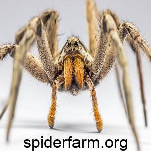 Knowledge and interesting points about the life of spiders and their ...