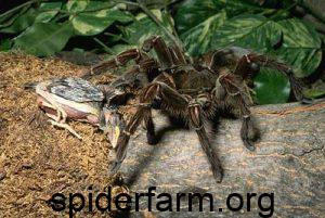 Spiders and how they reproduce - spiderfarm.org
