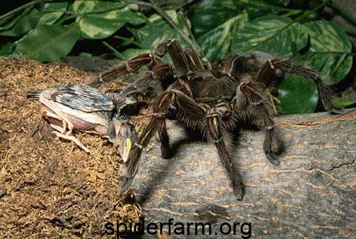 Spiders and how they reproduce - spiderfarm.org