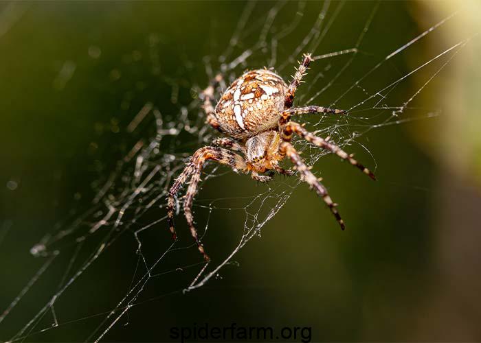Spiders and how they reproduce - spiderfarm.org