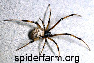 An explanation about spider venom and its characteristics - spiderfarm.org