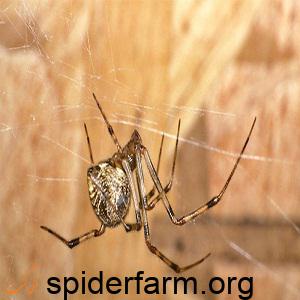 Knowing strange and wonderful spiders - spiderfarm.org