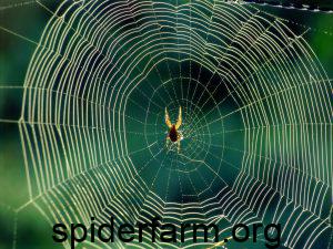Spider web and its incredible properties - spiderfarm.org