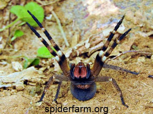 What is a Brazilian wandering spider? - spiderfarm.org