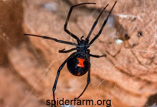 The deadliest and most poisonous spiders in the world - spiderfarm.org