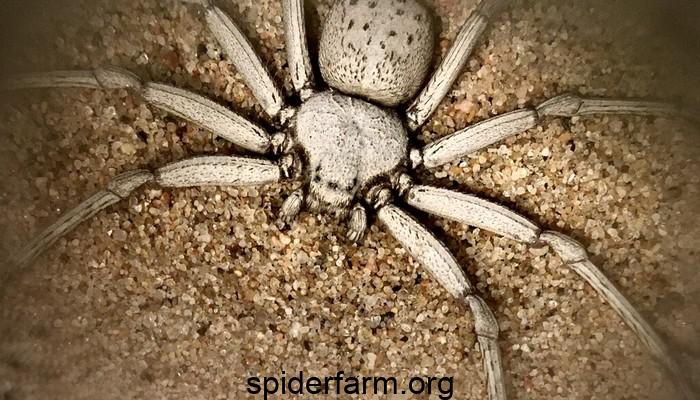 3 Types Of The Deadliest Spiders In The World