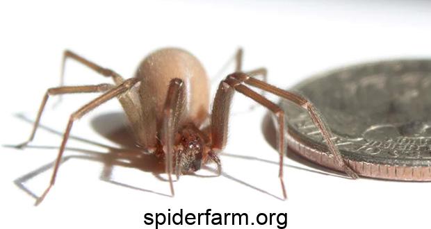Information about the recluse spider - spiderfarm.org