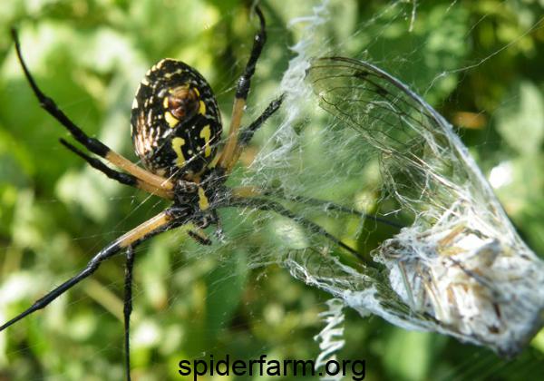 ?Where is the largest area of spiders - spiderfarm.org